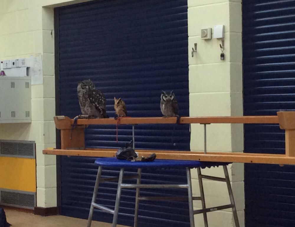 Night Owls | Stratford St Mary Primary School | Suffolk