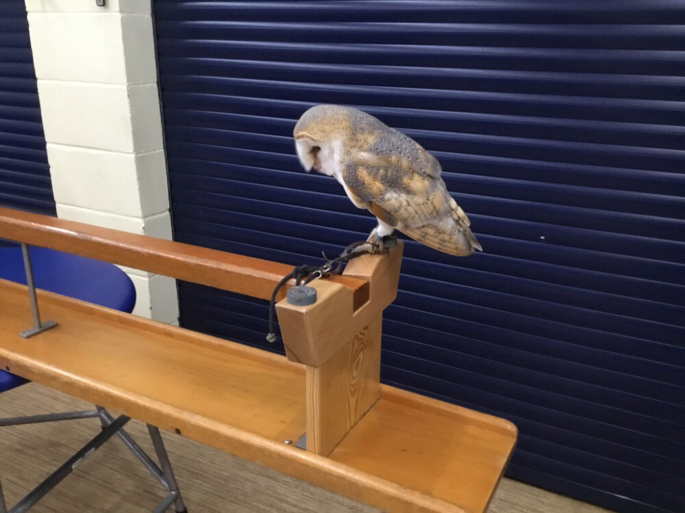 Night Owls | Stratford St Mary Primary School | Suffolk