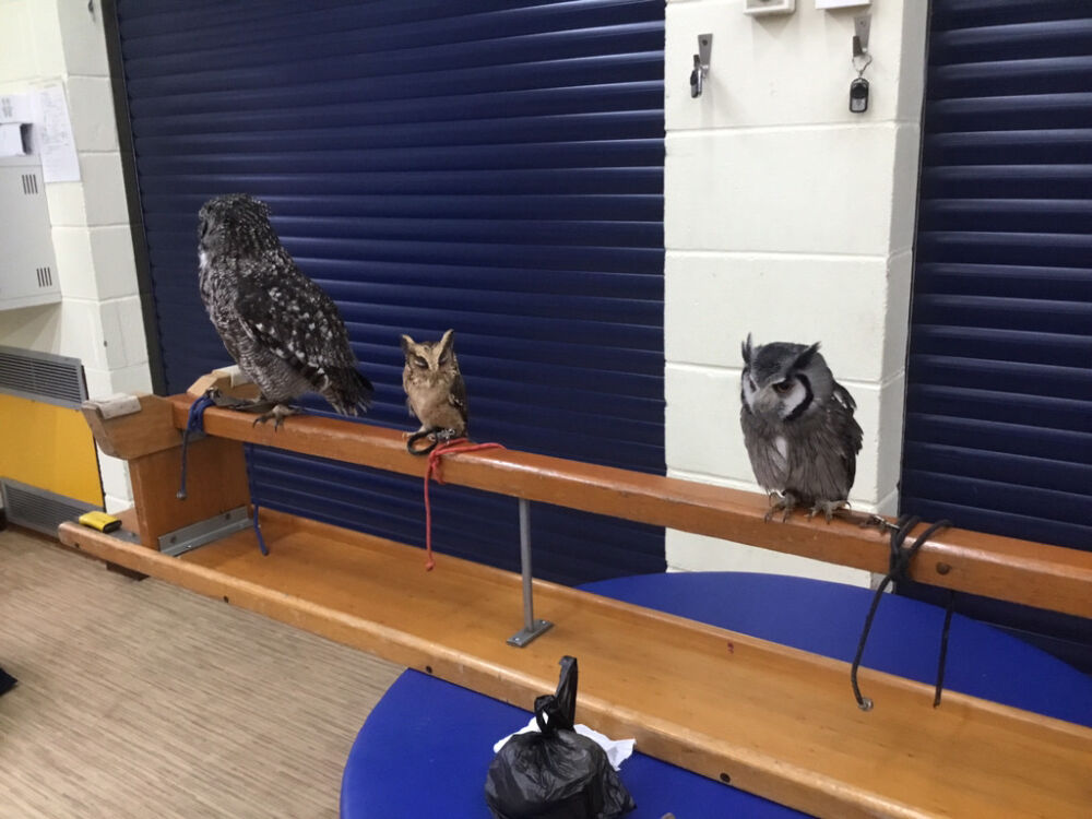 Night Owls | Stratford St Mary Primary School | Suffolk